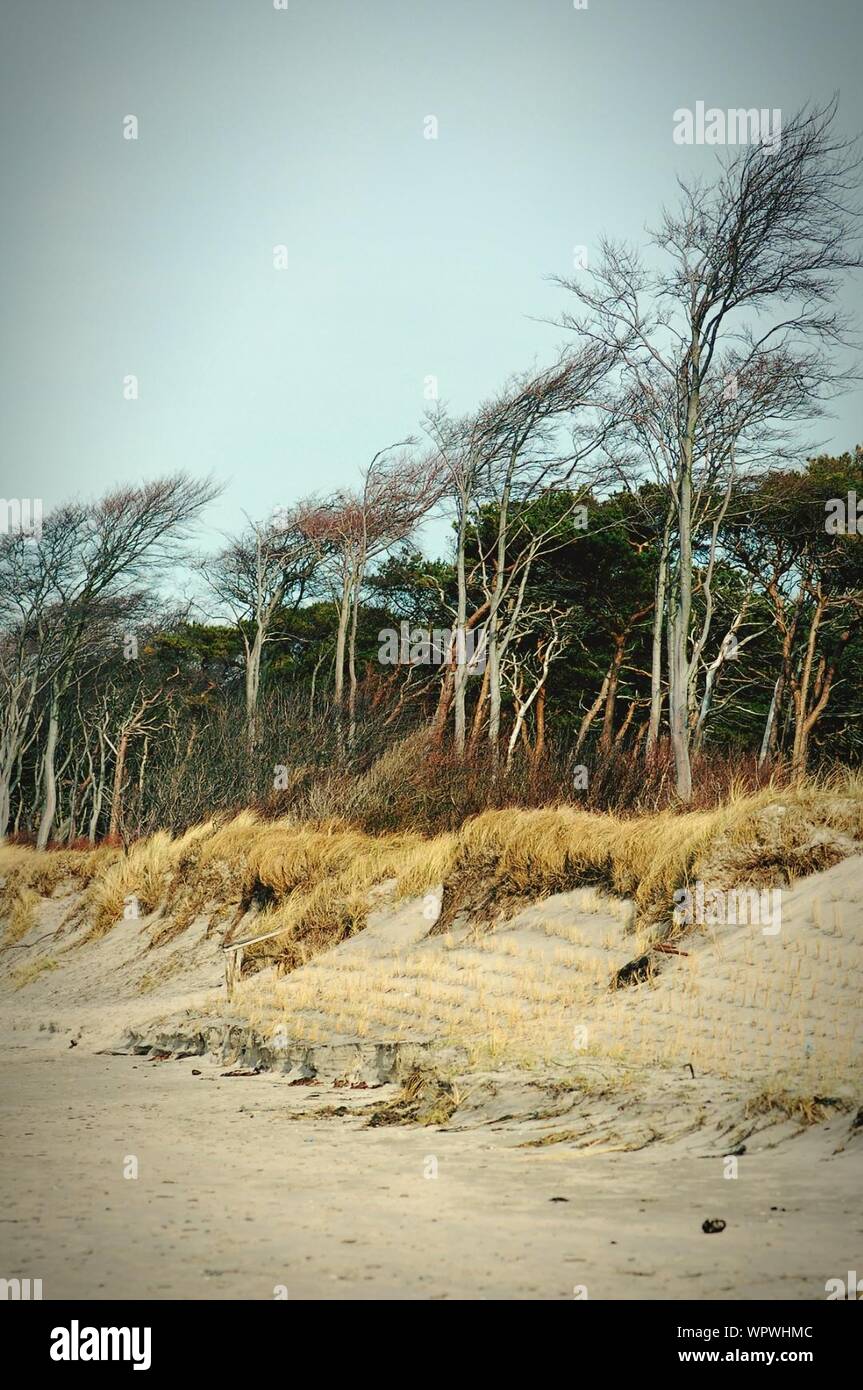 Trees and sand hi-res stock photography and images - Alamy