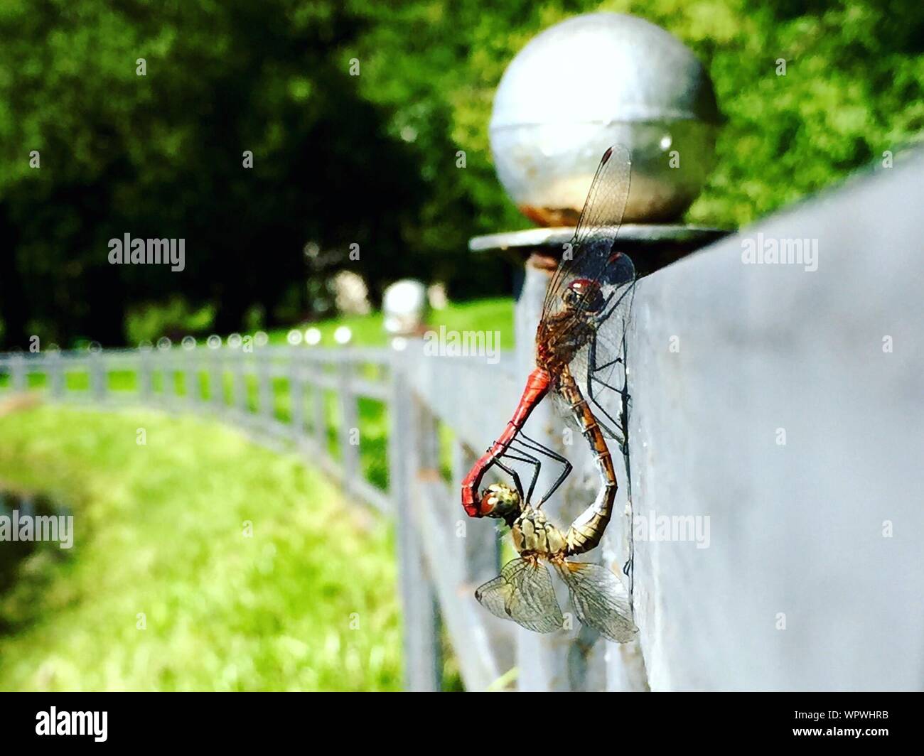 Insets hi-res stock photography and images - Alamy