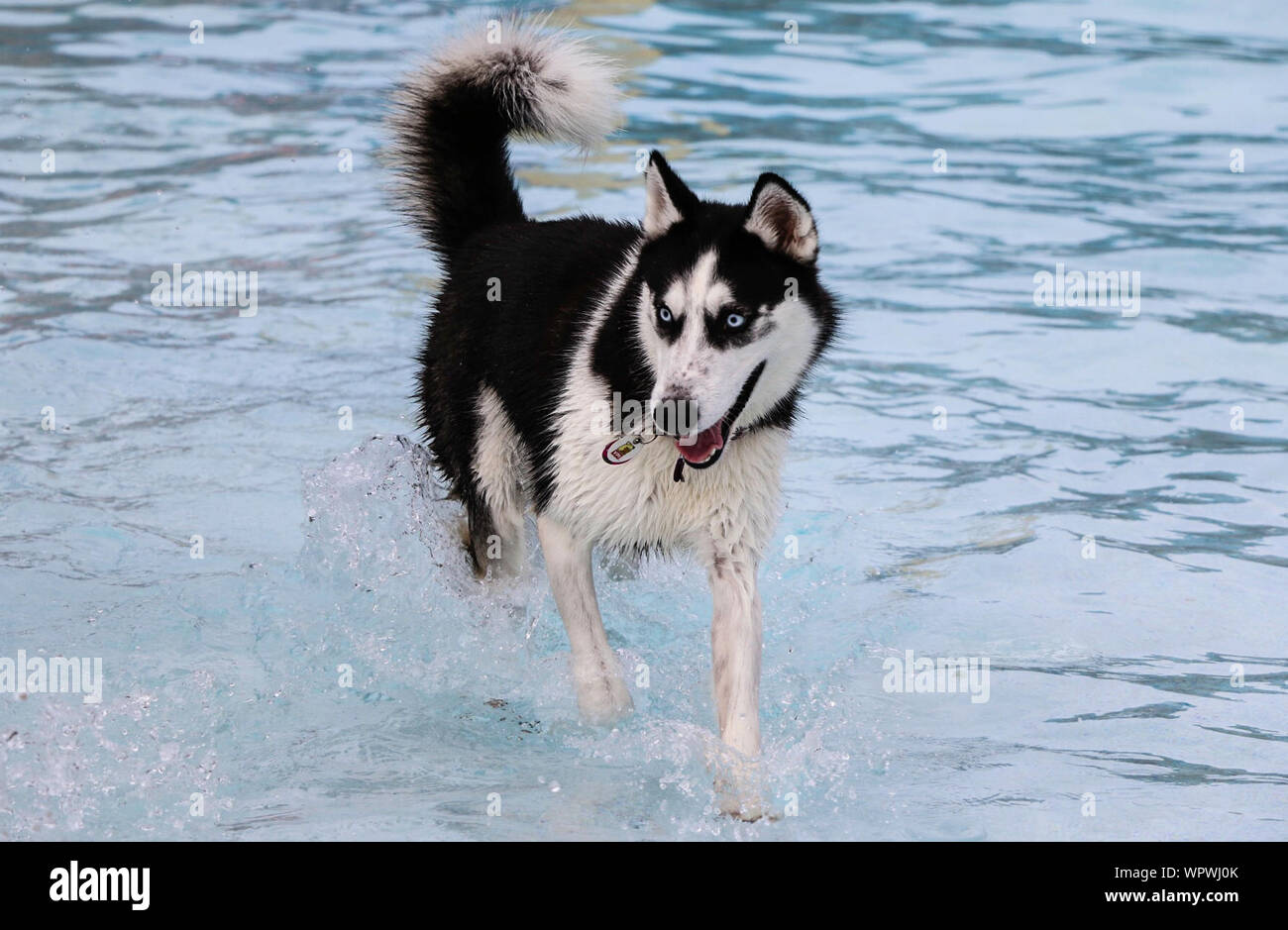 Husky Lake High Resolution Stock Photography and Images - Alamy