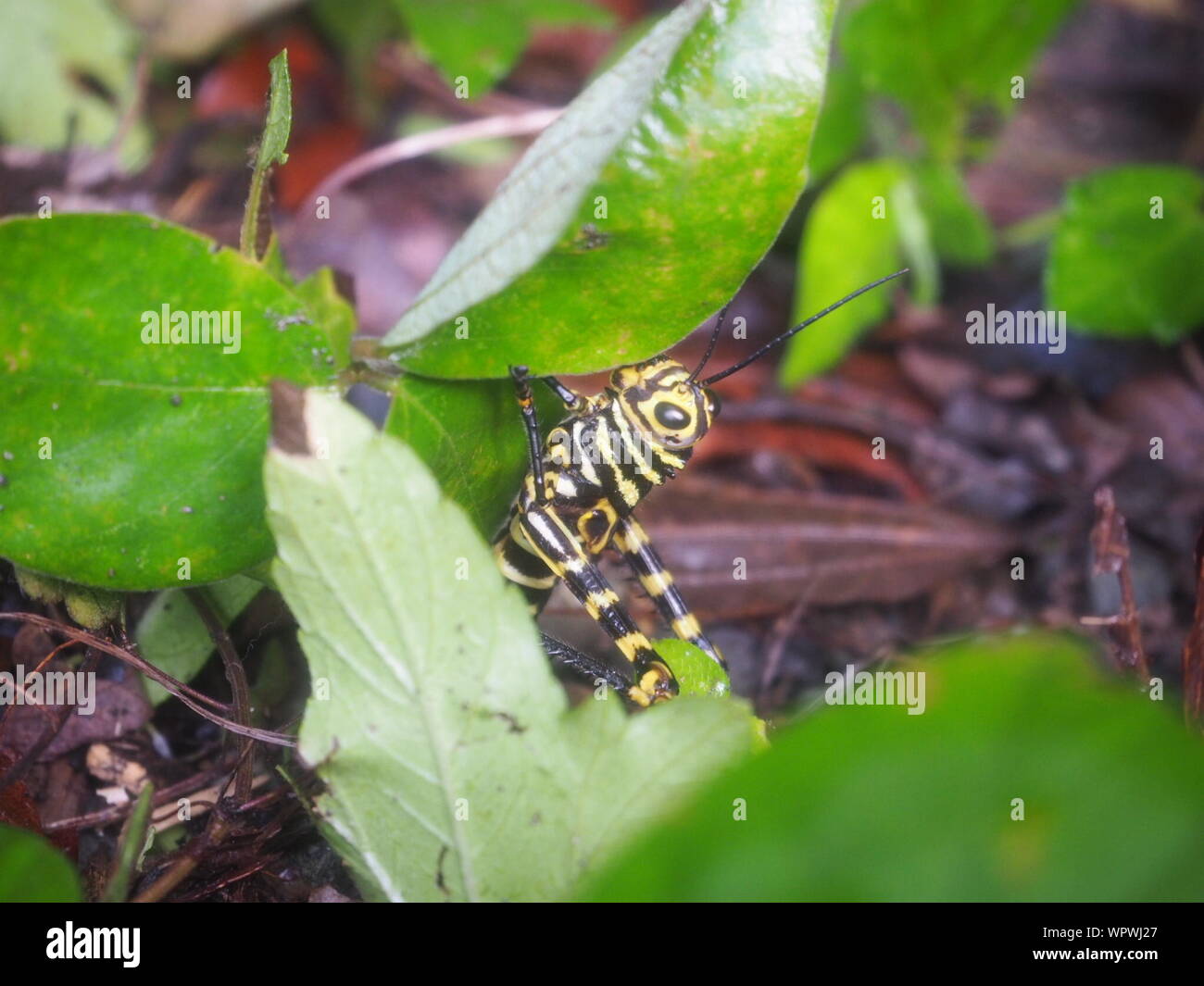 Grasshopper leaf pattern hi-res stock photography and images - Alamy