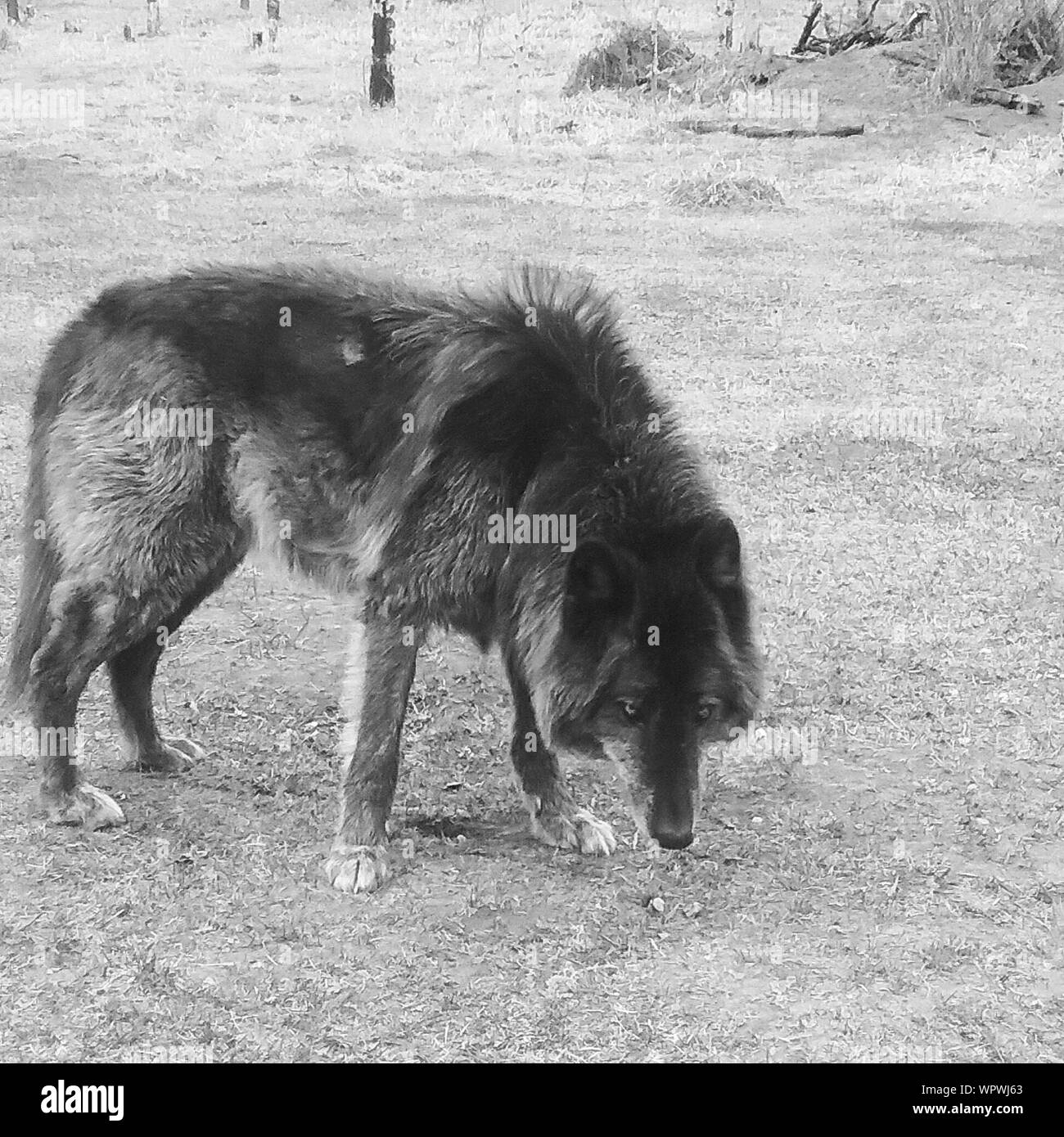 Wolf field hi-res stock photography and images - Alamy