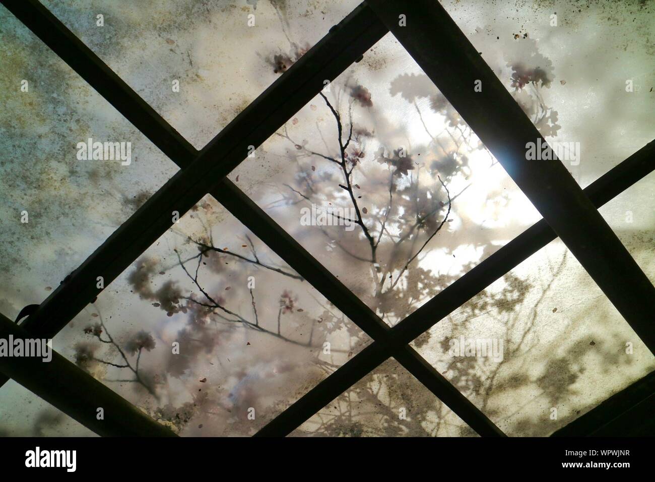 Tree ceiling hi-res stock photography and images - Alamy