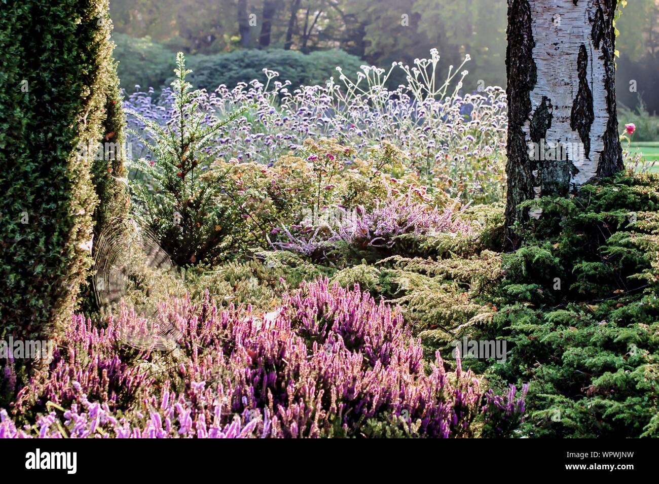 Pink forest flowers hi-res stock photography and images - Alamy