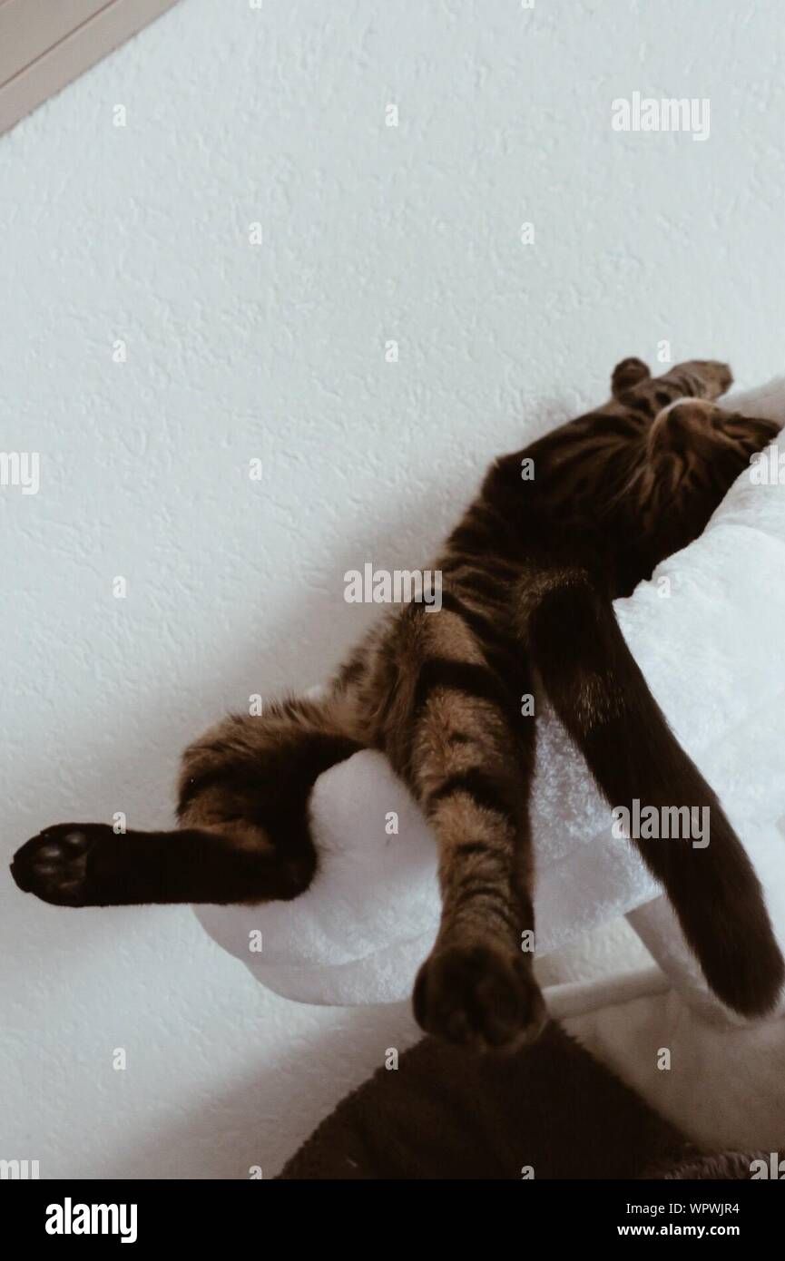 Textile cat hi-res stock photography and images - Alamy