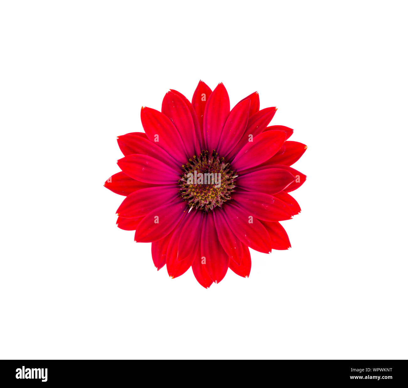 Red garden flower on white background. Photo Stock Photo - Alamy