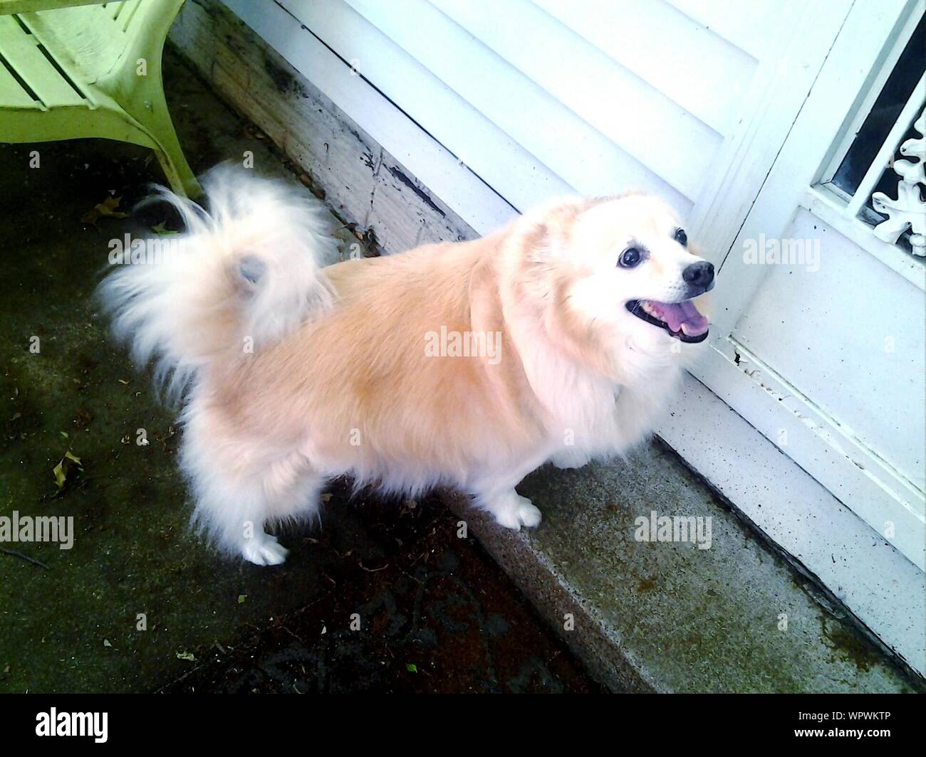 Golden Retriever Lab Spitz | atelier-yuwa.ciao.jp