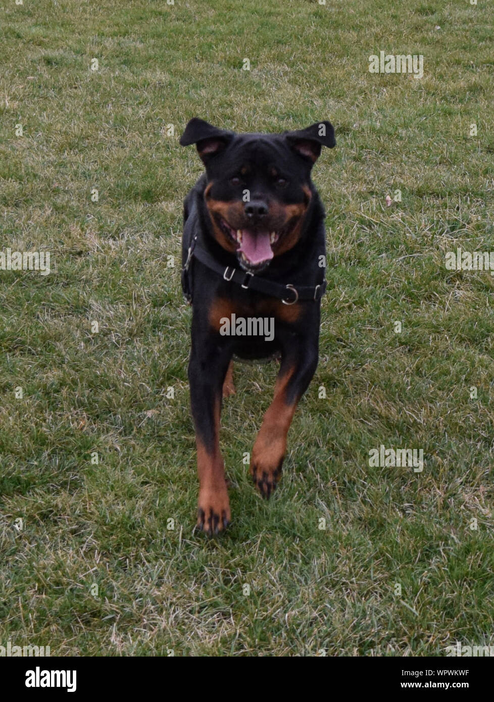 Rottweiler running hi-res stock photography and images - Alamy