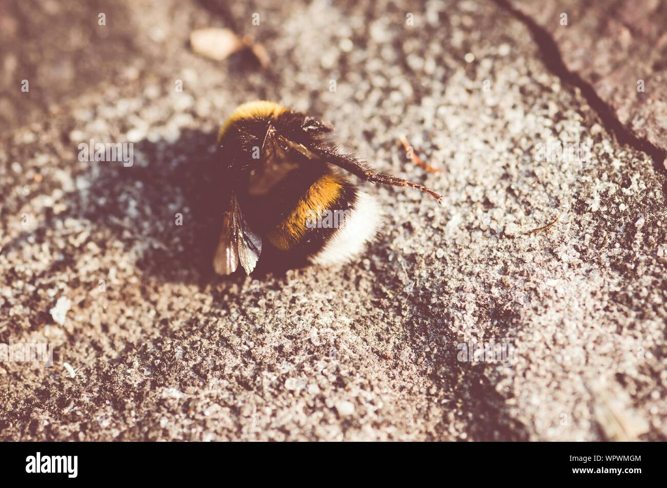 Bumblebee dead hi-res stock photography and images - Alamy