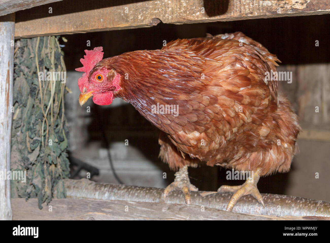 Perch hen hi-res stock photography and images - Alamy