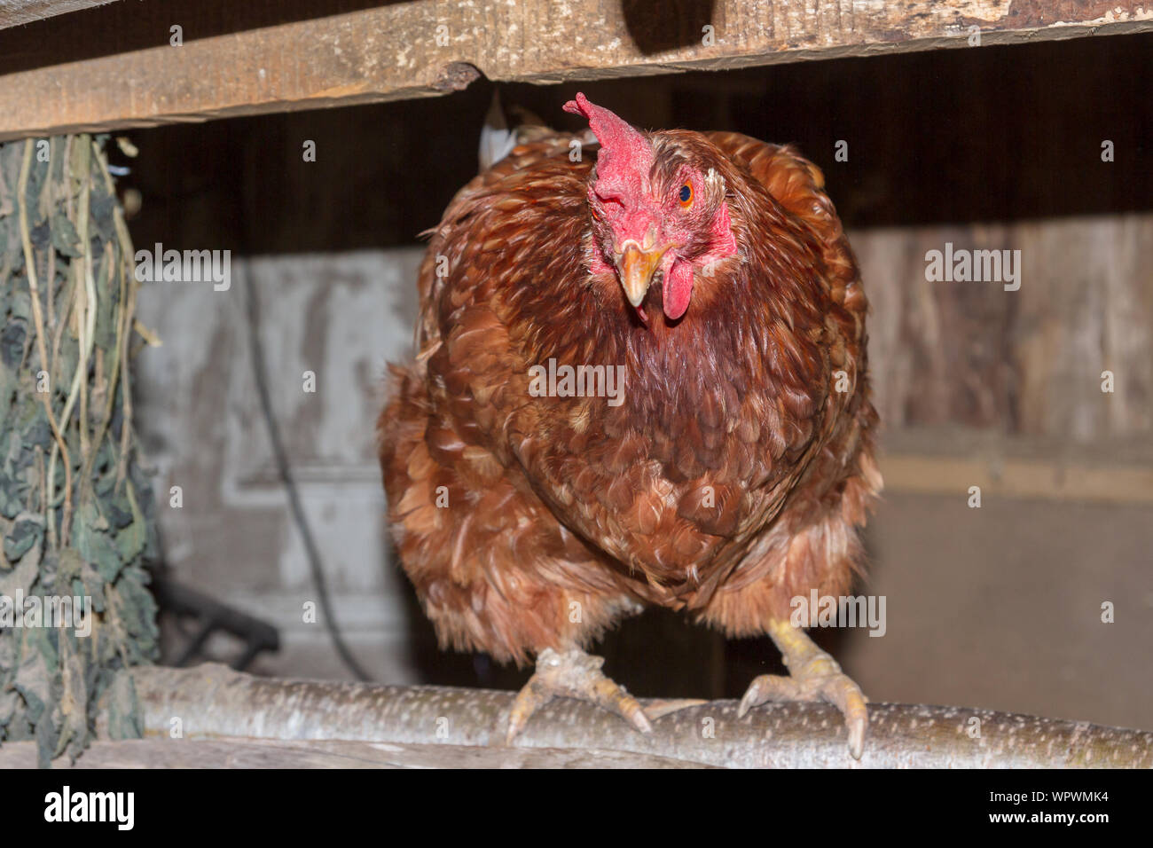 Perch hen hi-res stock photography and images - Alamy