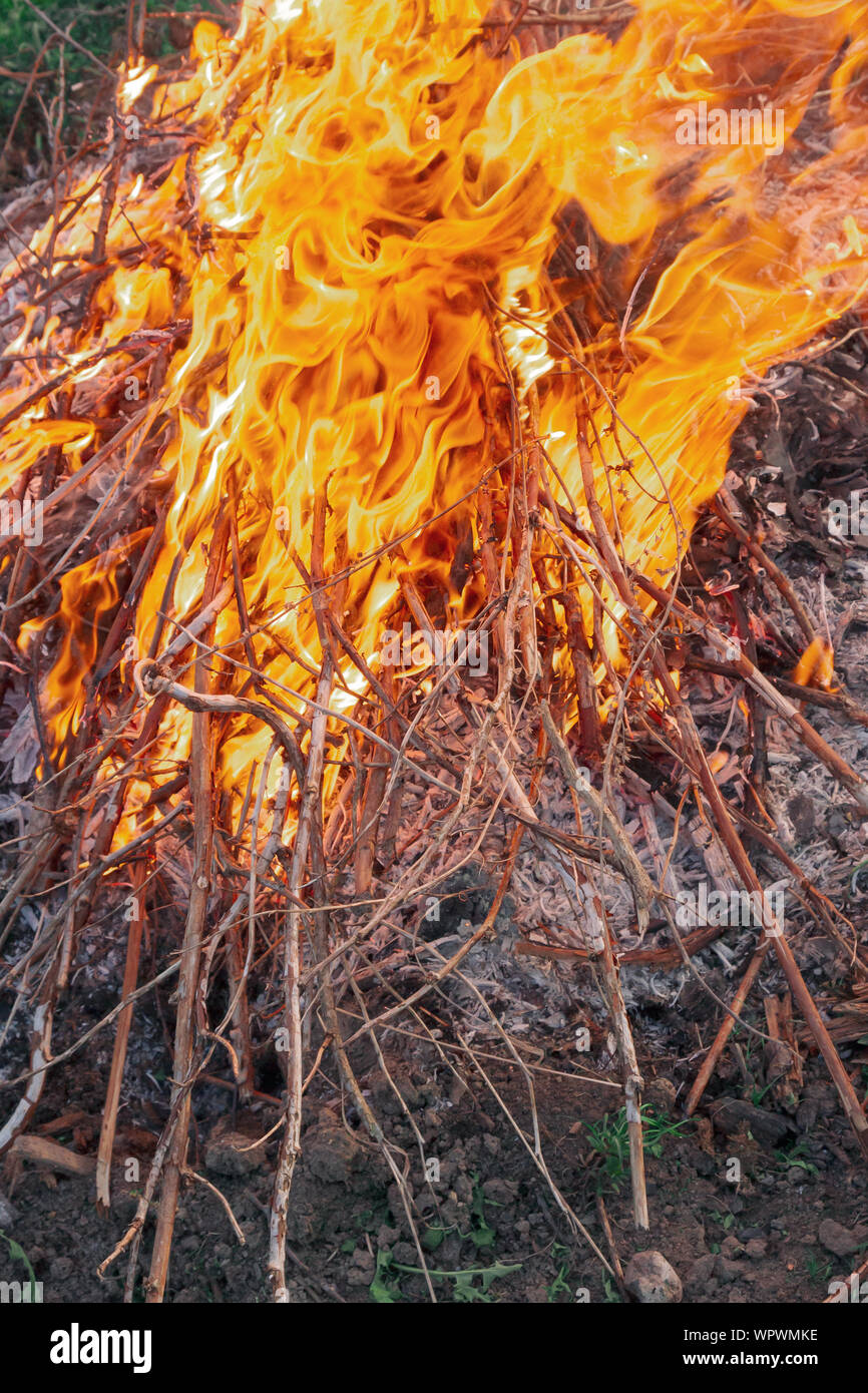 Fire of dry twigs on the green grass Stock Photo - Alamy