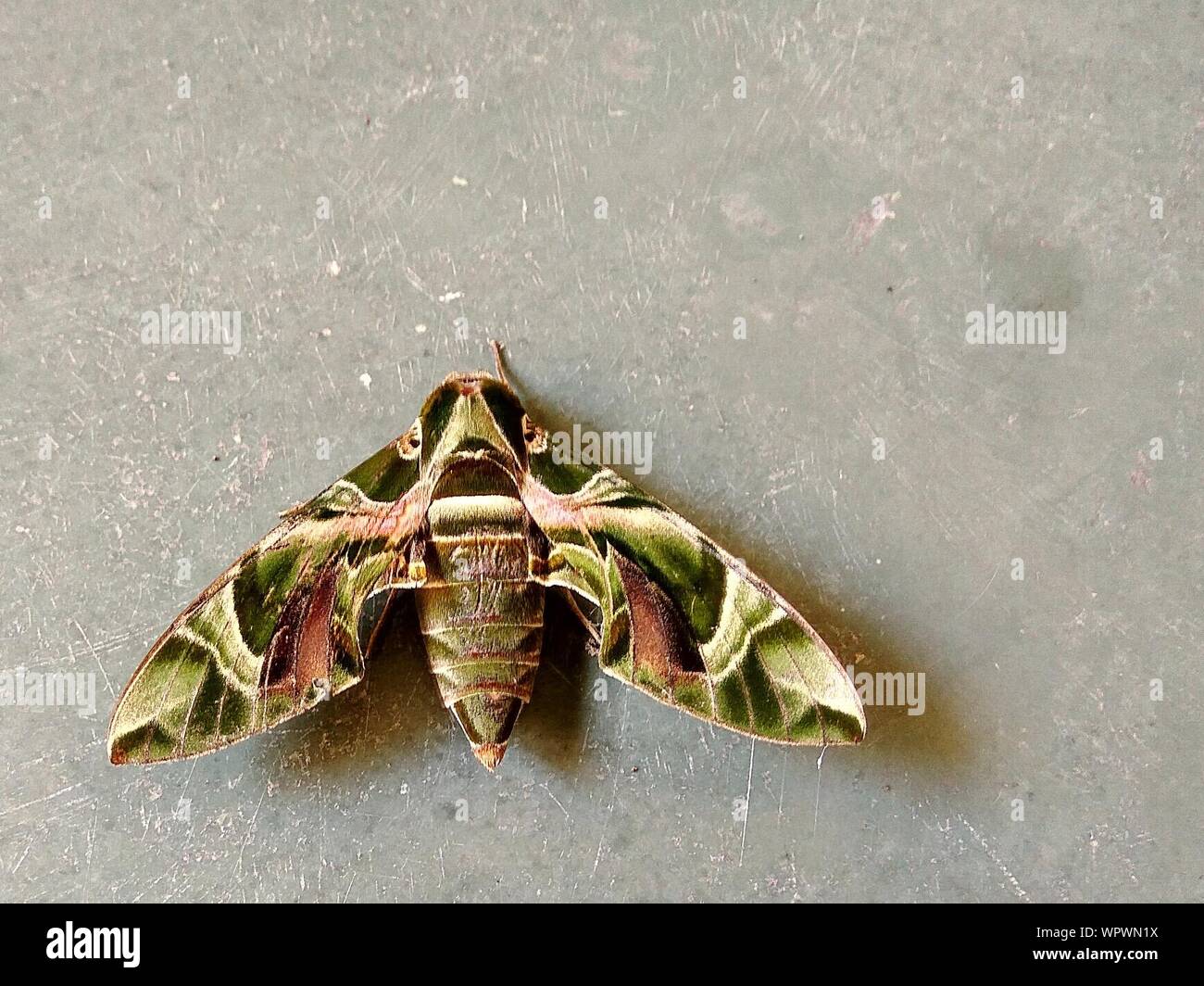 Moth on wall hi-res stock photography and images - Alamy