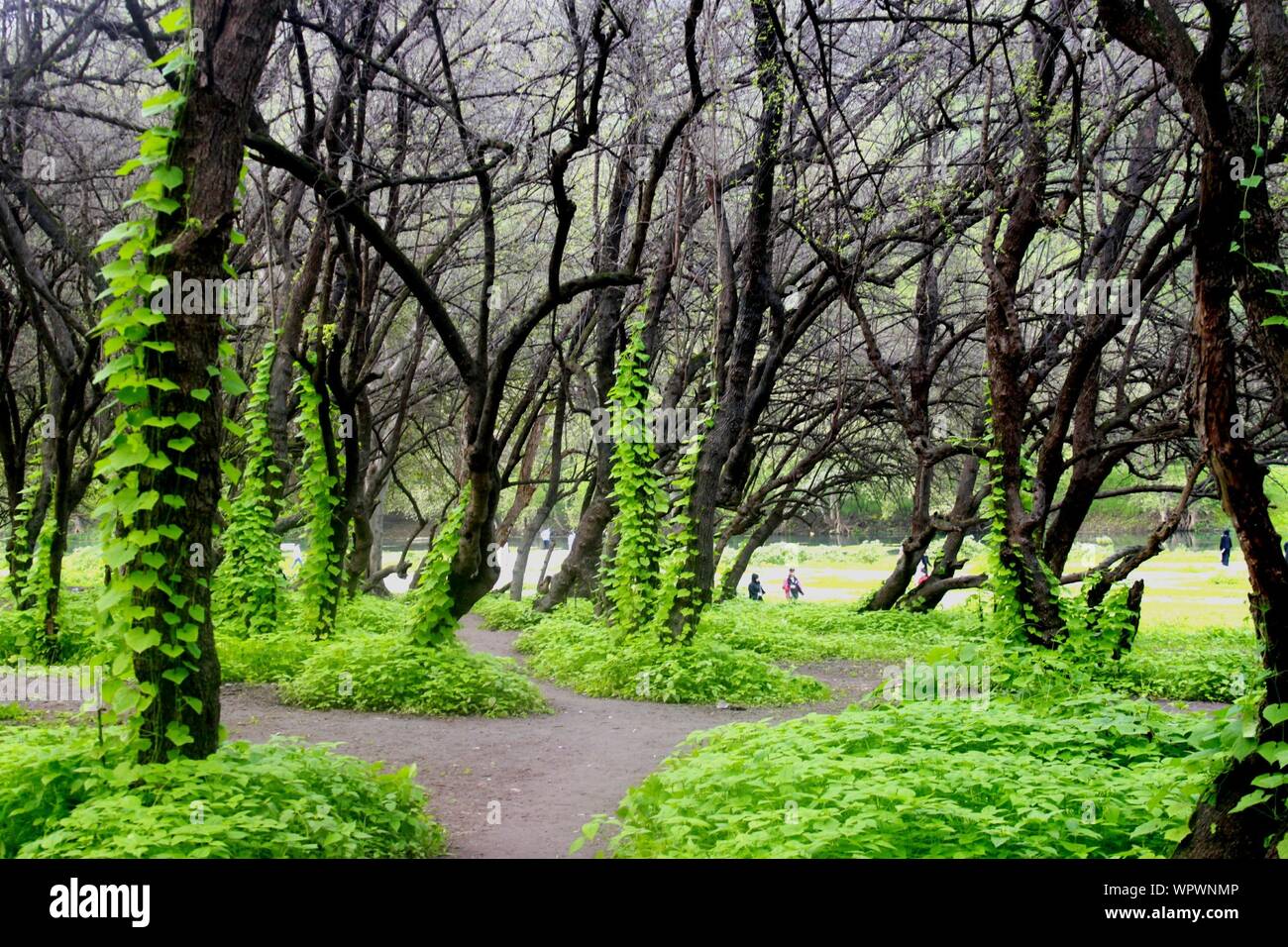 Ivy in the trees hi-res stock photography and images - Alamy