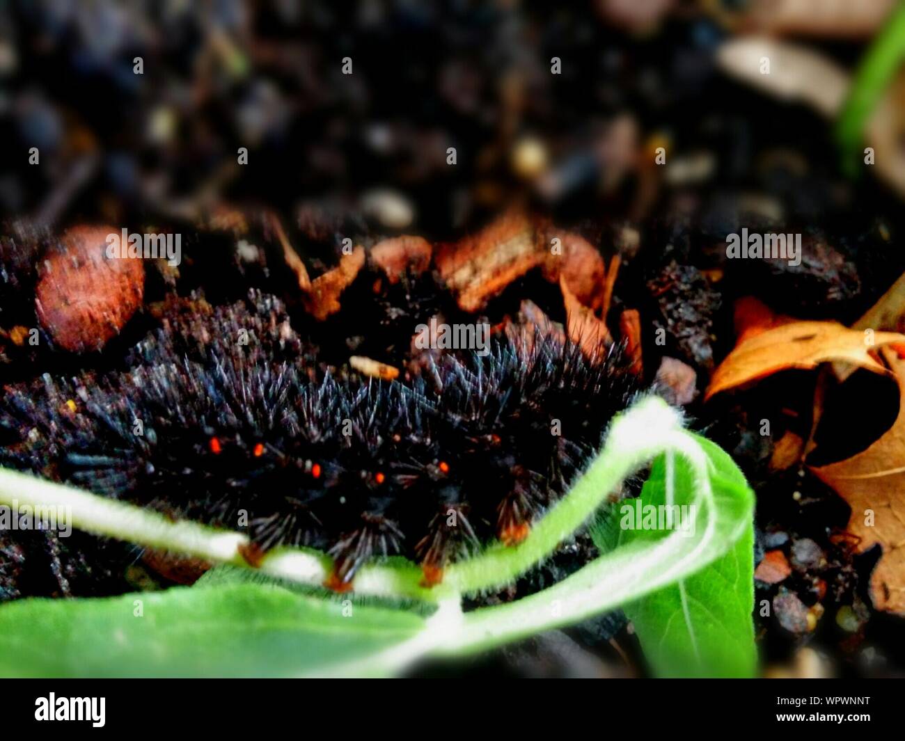 Spiked Caterpillar High Resolution Stock Photography and Images - Alamy