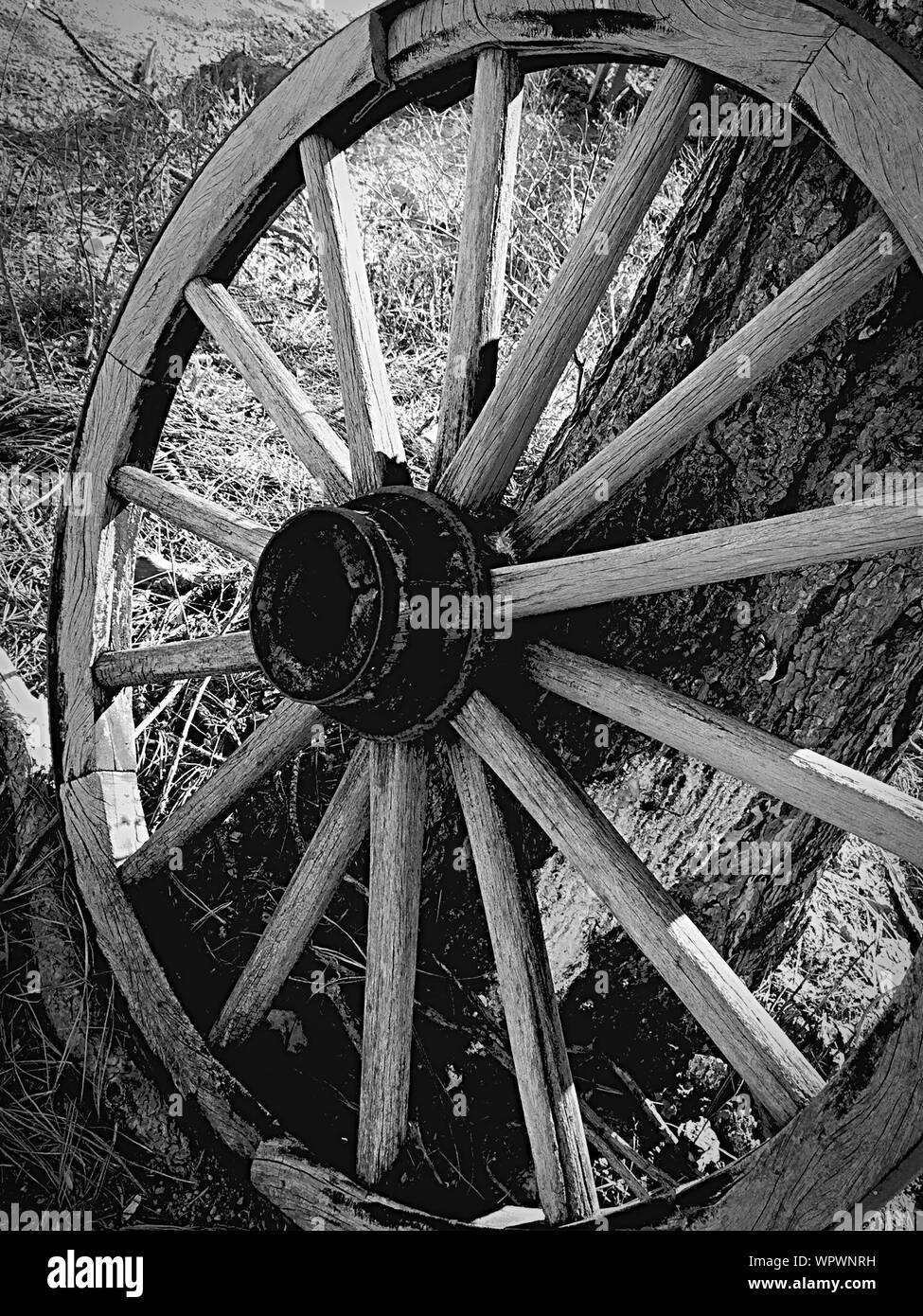 Trunk under hi-res stock photography and images - Alamy