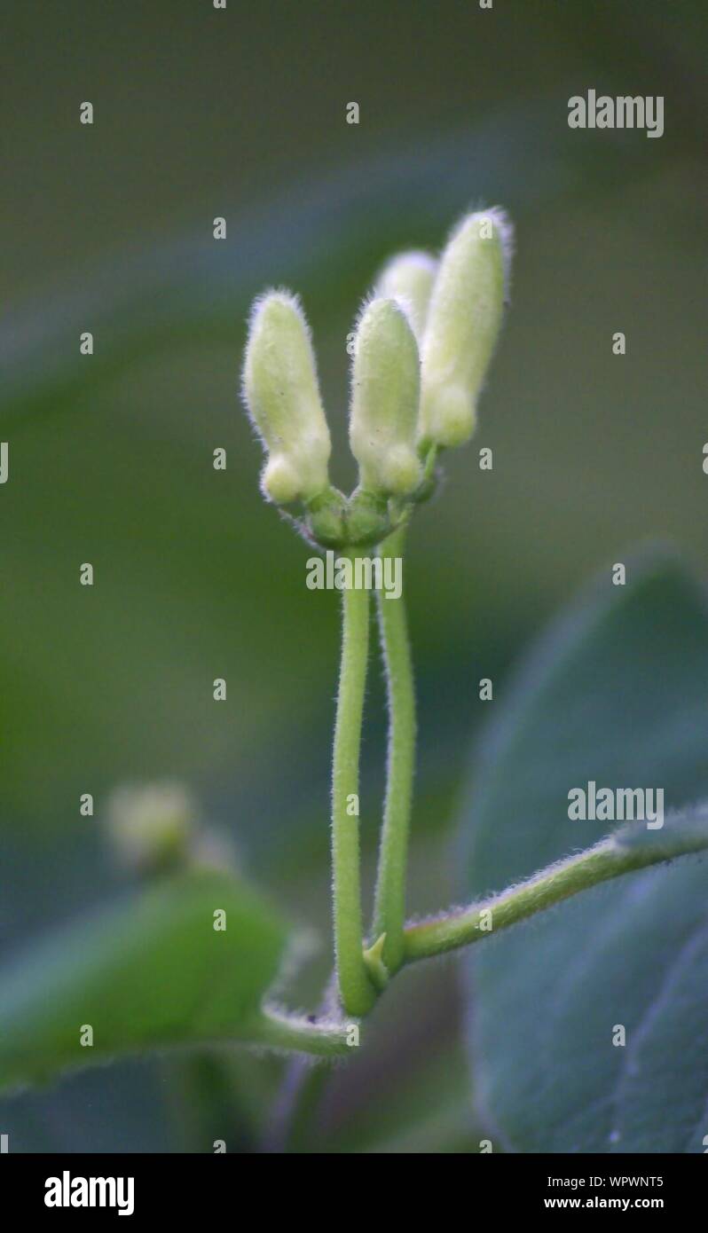 Stamens Of Flower Stock Photo - Alamy