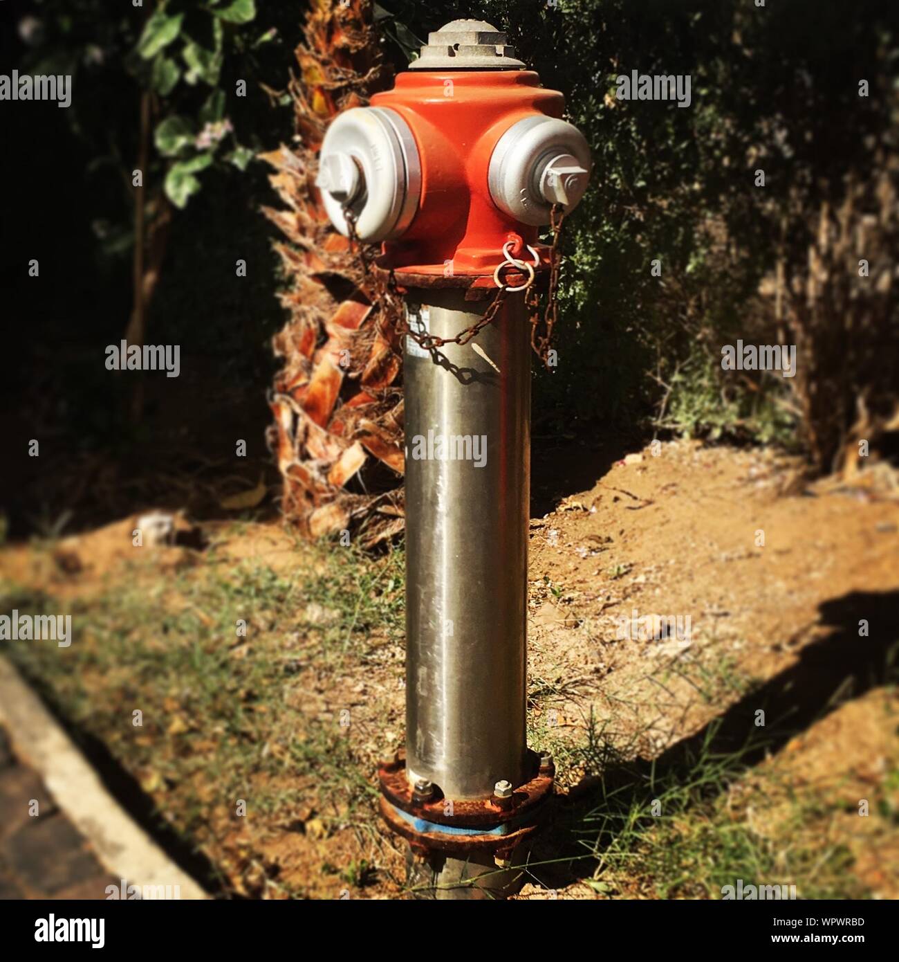 Fire hydrant with tree hi-res stock photography and images - Alamy