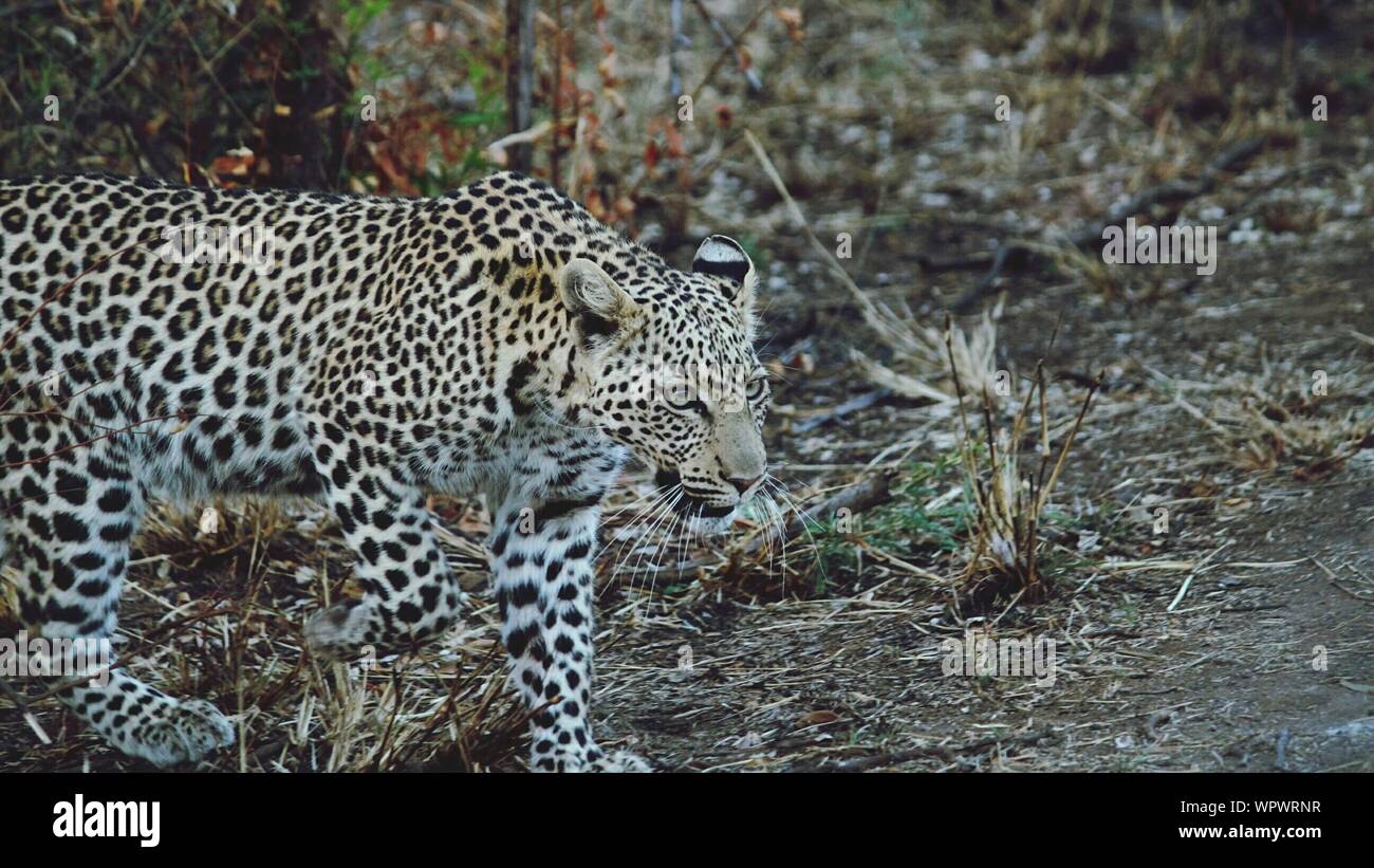 Area carnivora hi-res stock photography and images - Alamy