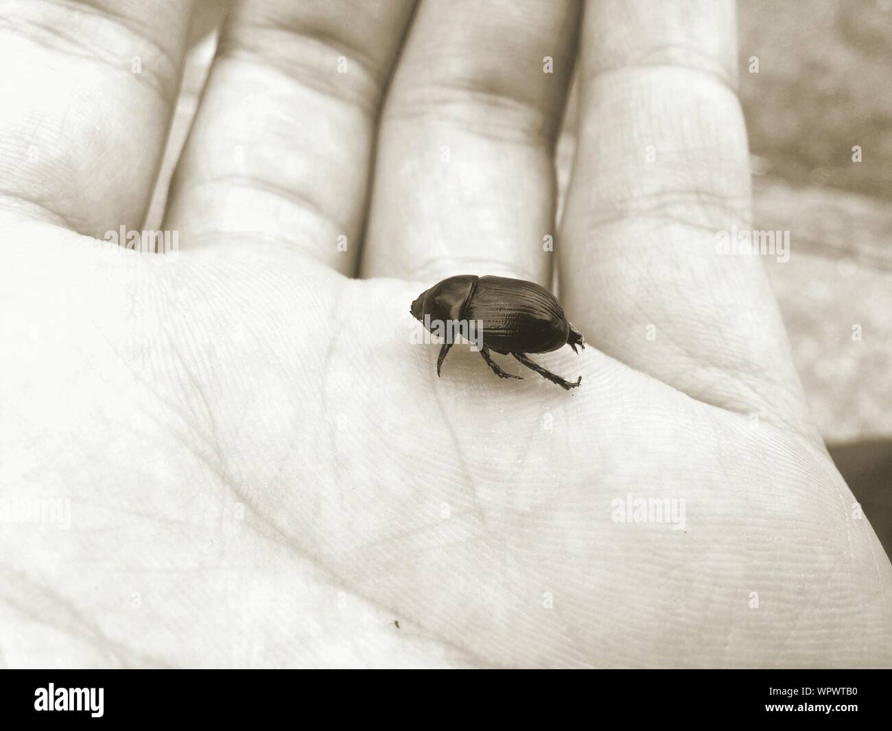 Girls with bug hi-res stock photography and images - Alamy