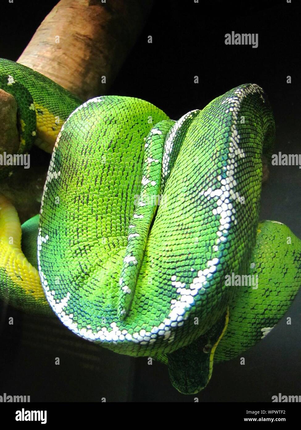 Emerald tree boa in tree hi-res stock photography and images - Alamy