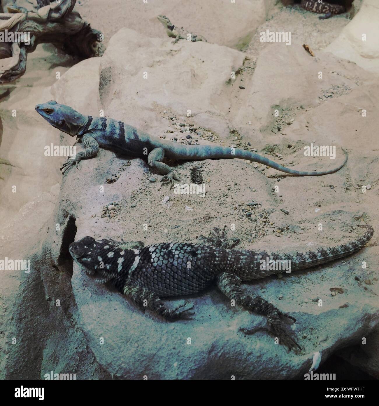 Two Lizards High Resolution Stock Photography and Images - Alamy