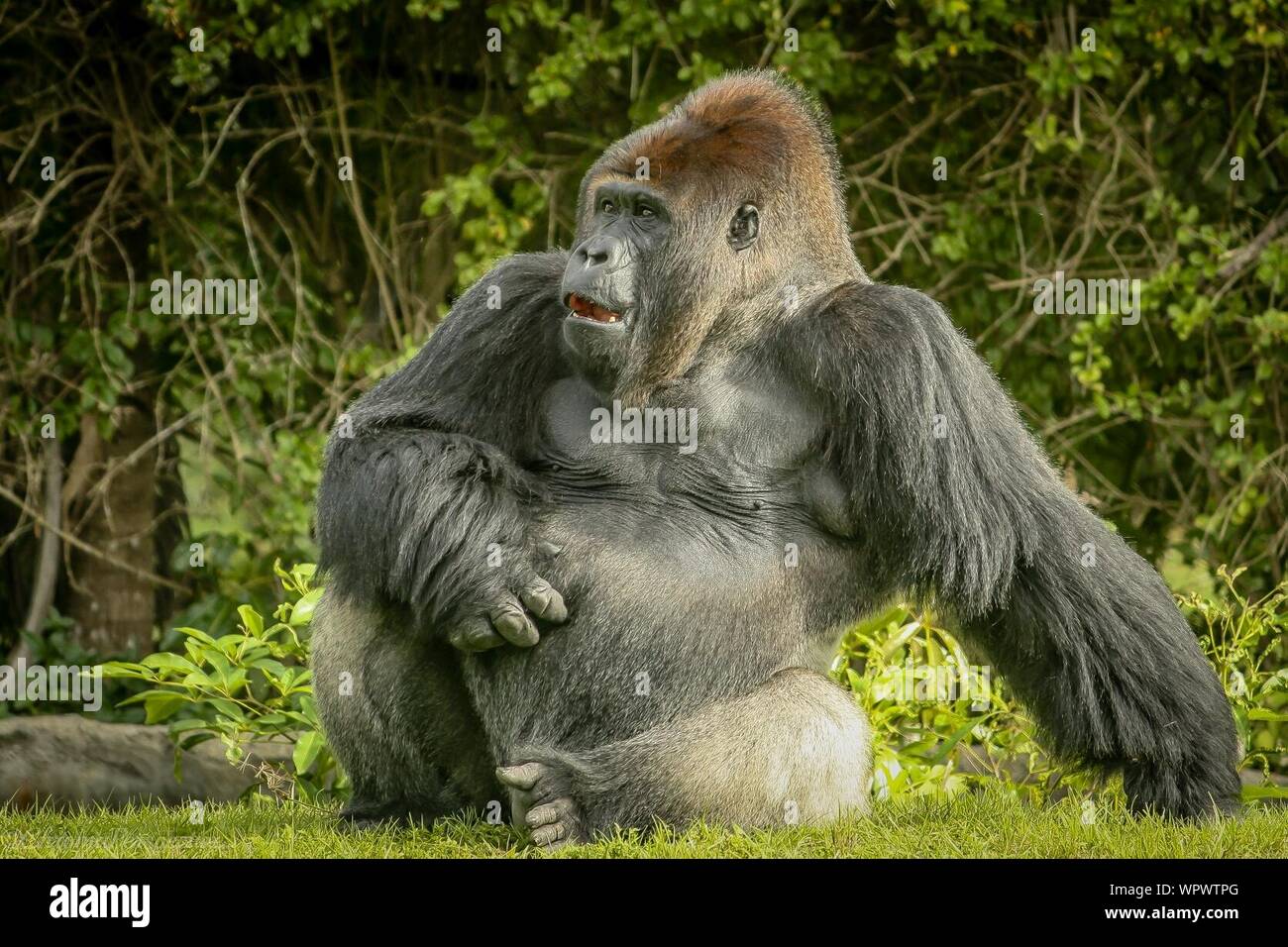 Silverback gorilla in field hi-res stock photography and images - Alamy