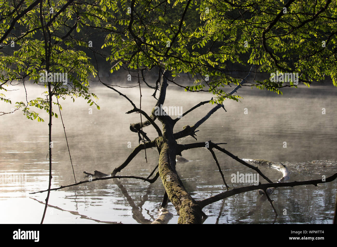 Tree branch on water hi-res stock photography and images - Alamy