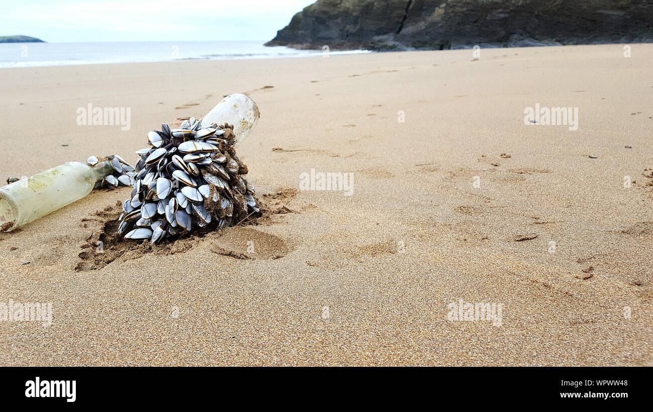 Goose barnacles hi-res stock photography and images - Alamy