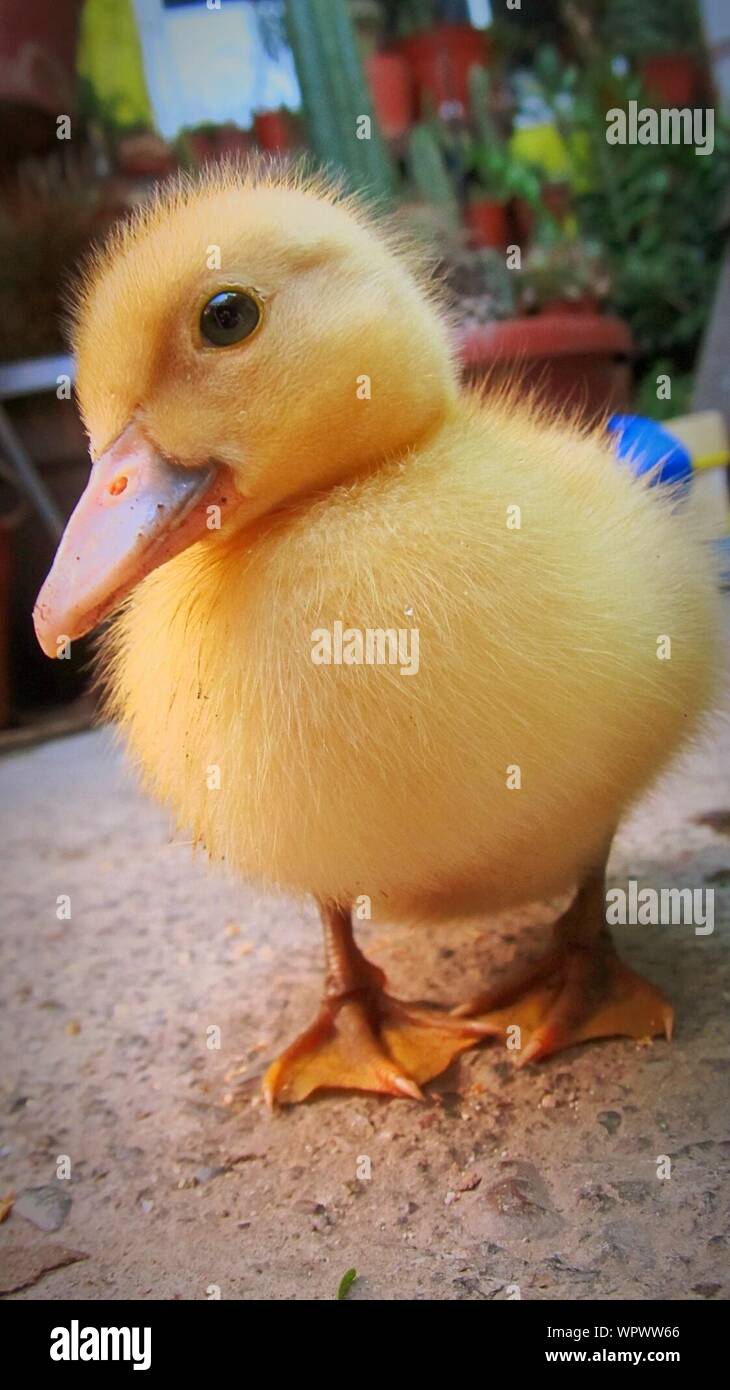 Young duckling hi-res stock photography and images - Alamy