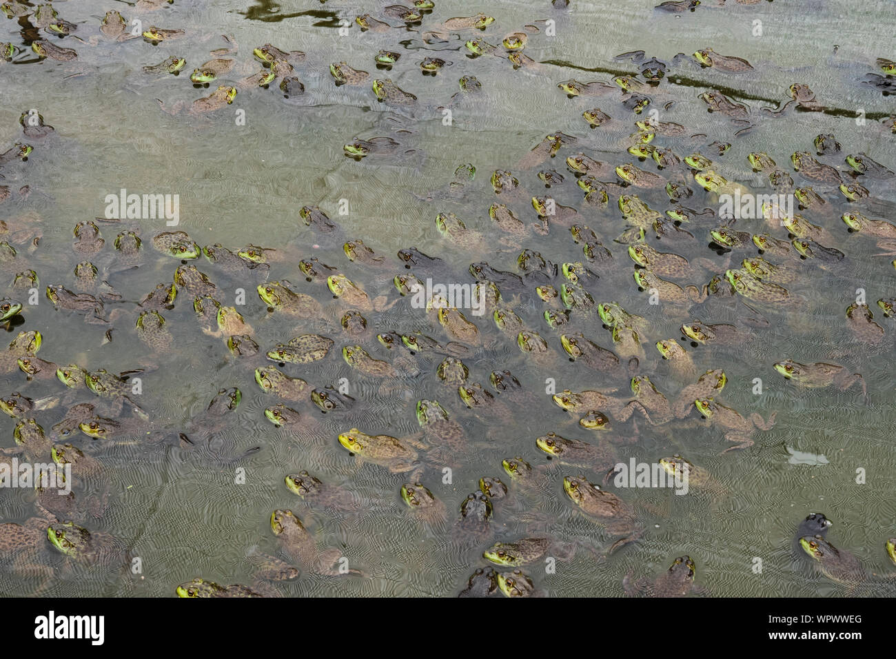 Multiple frogs hi-res stock photography and images - Alamy