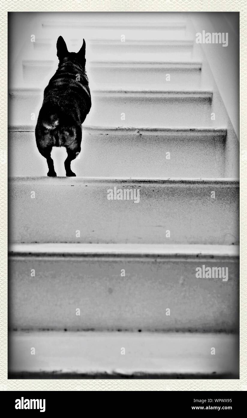 Moving Dog High Resolution Stock Photography and Images - Alamy
