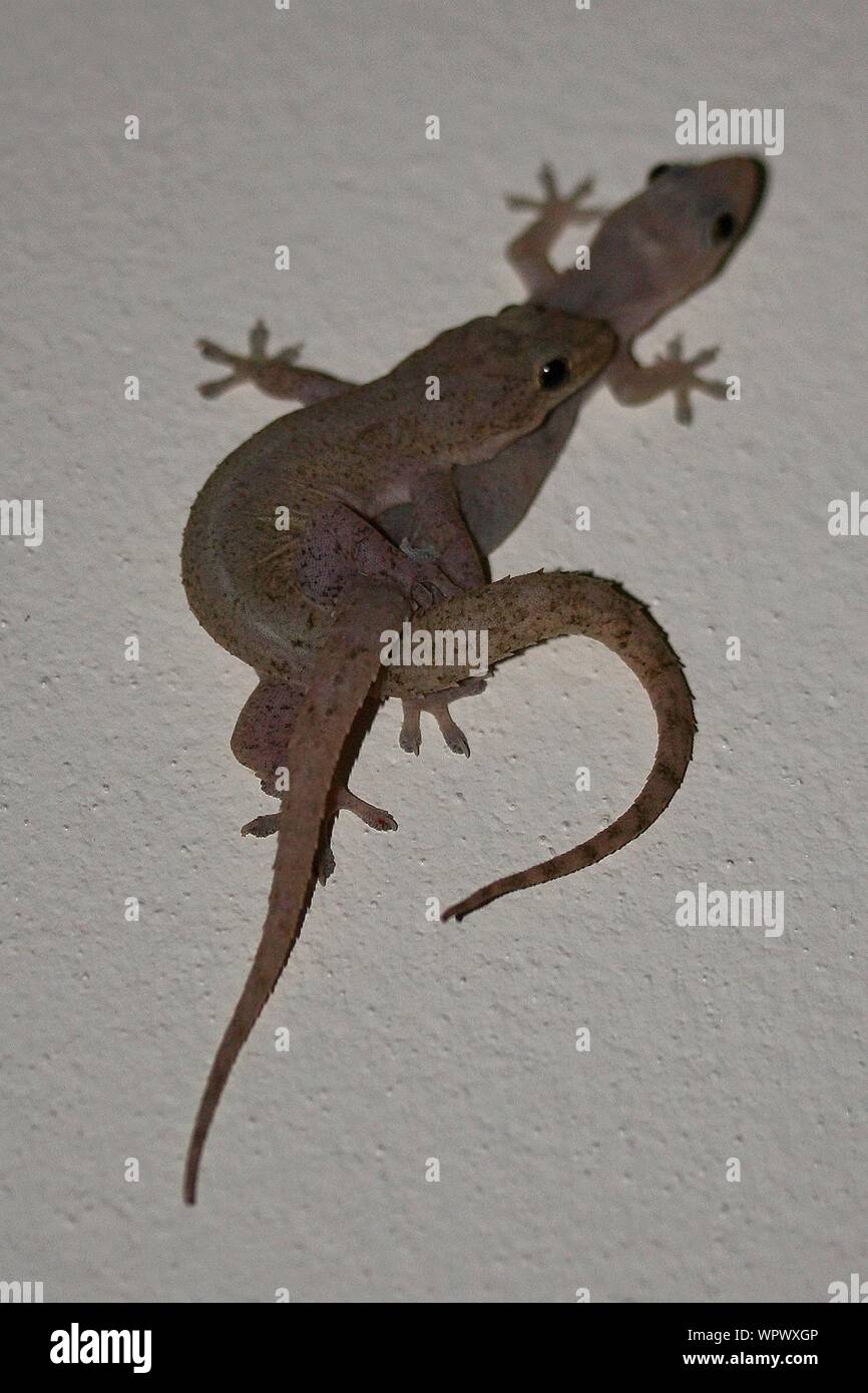 Mating lizards hi-res stock photography and images - Alamy