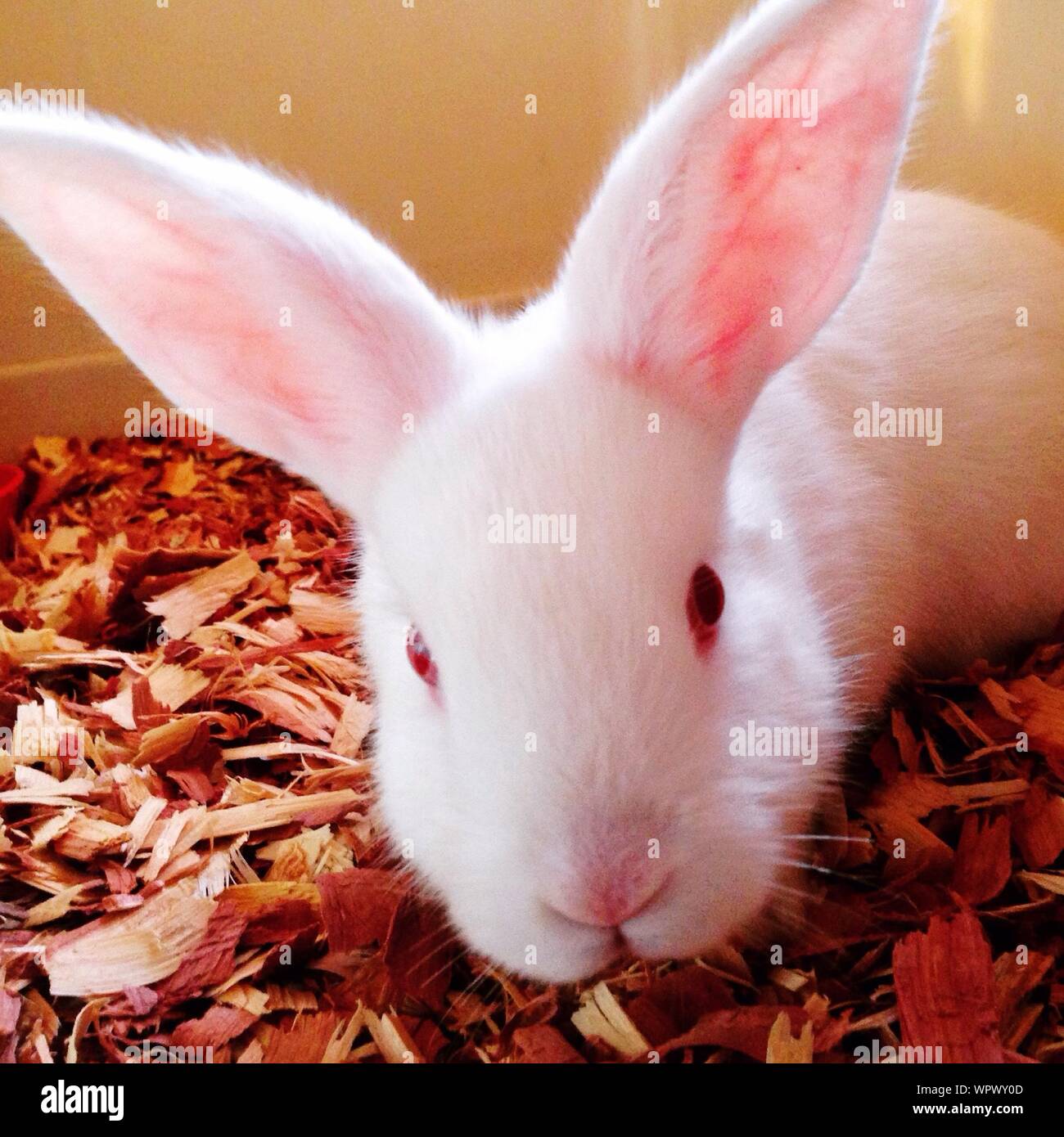 White bunny hi-res stock photography and images - Alamy