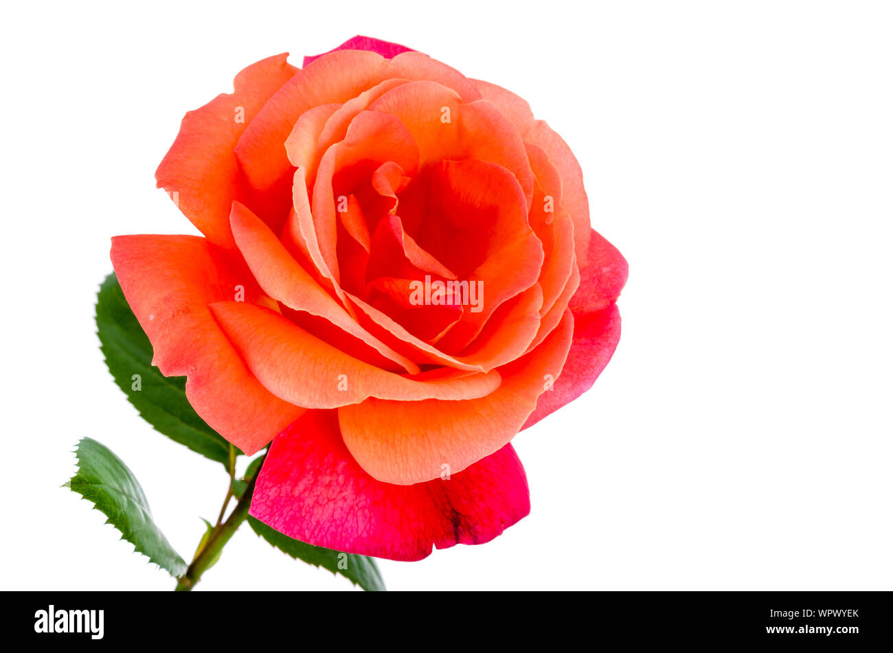 Pink rose head close-up on white background Stock Photo - Alamy