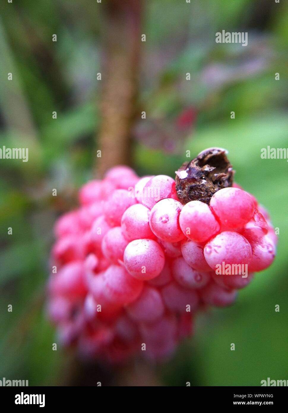 Rotten view hi-res stock photography and images - Alamy