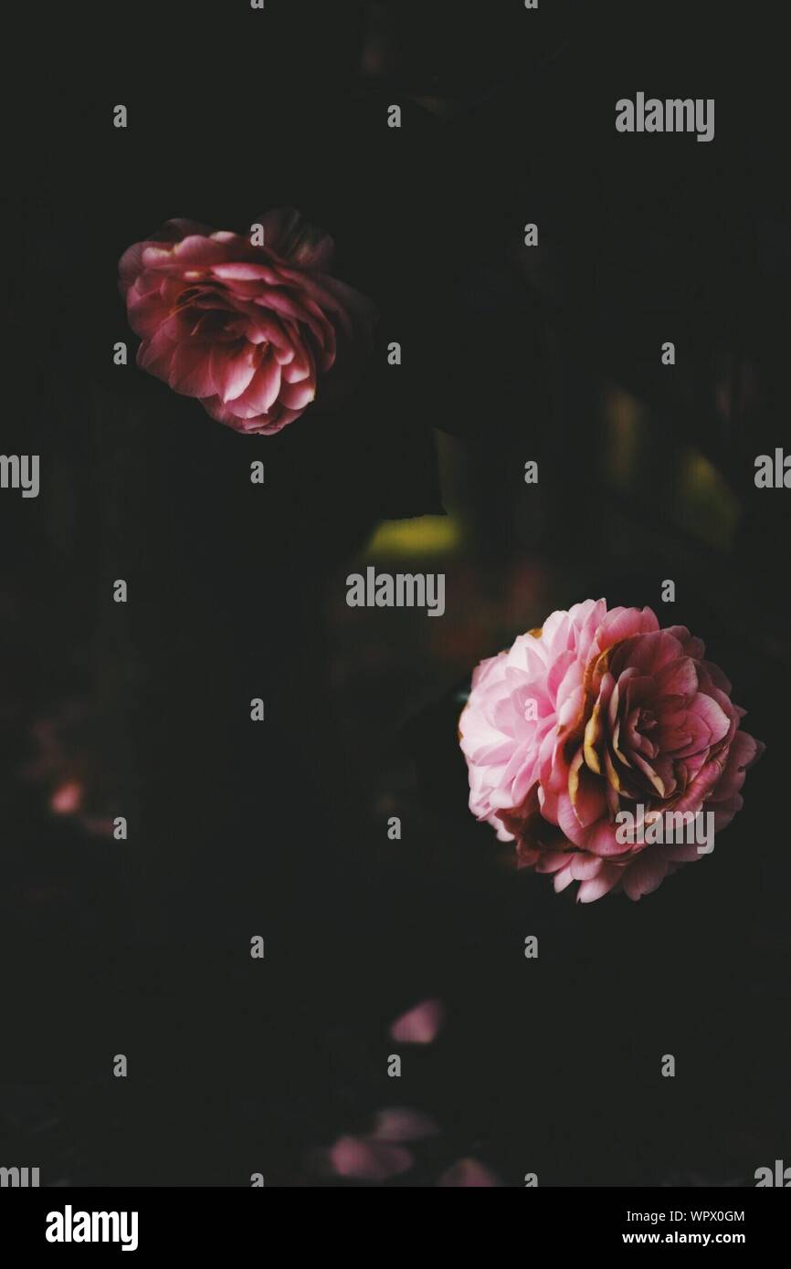 Two pink peonies hi-res stock photography and images - Alamy