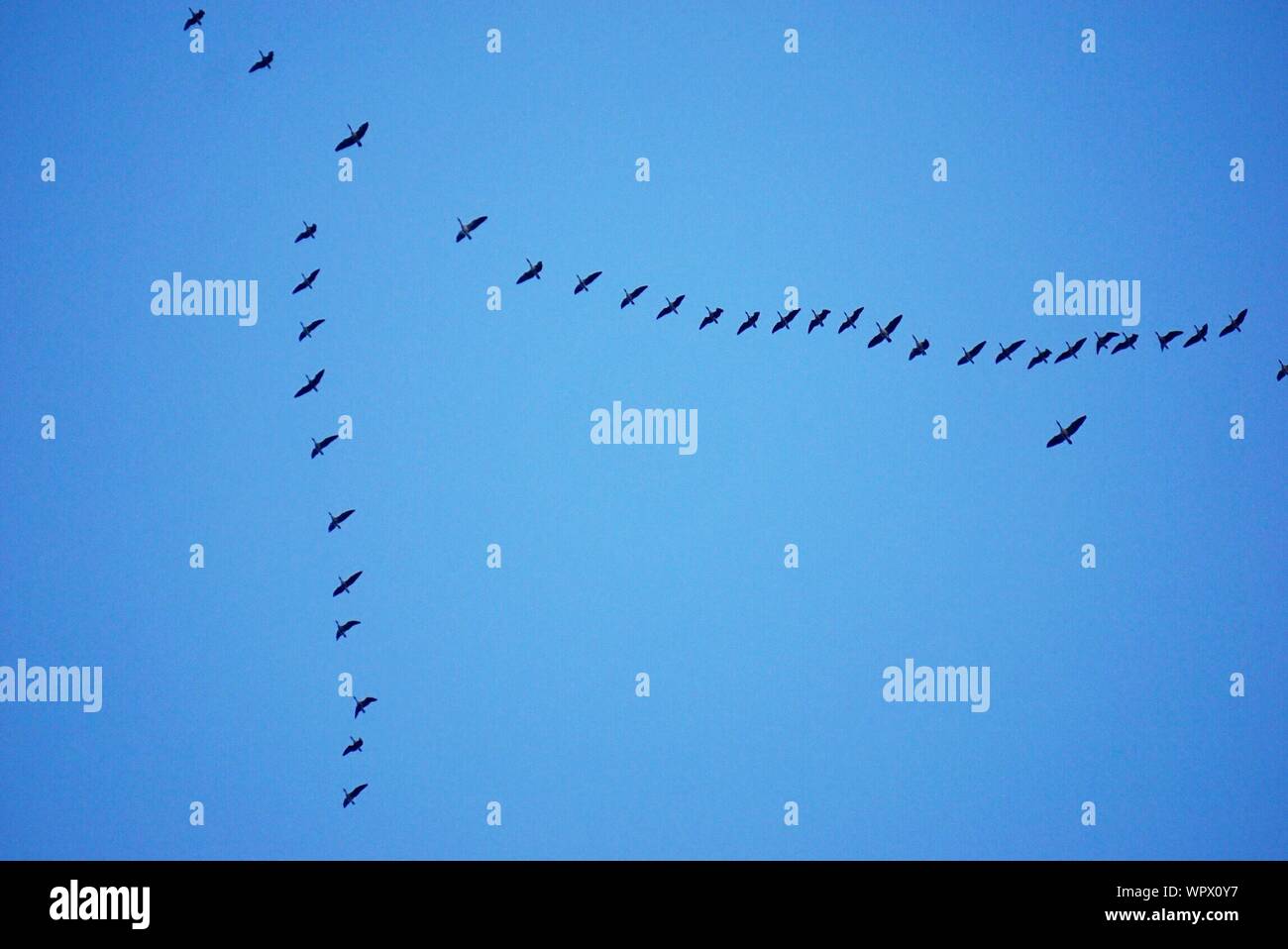 Birds flying in shape hi-res stock photography and images - Alamy