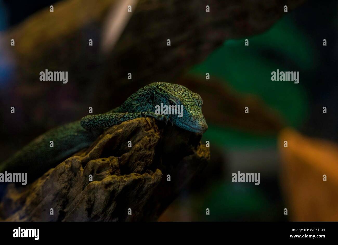 Reptile on a branch hi-res stock photography and images - Alamy