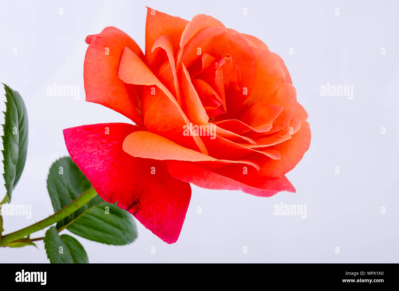 Pink rose head close-up on white background Stock Photo - Alamy