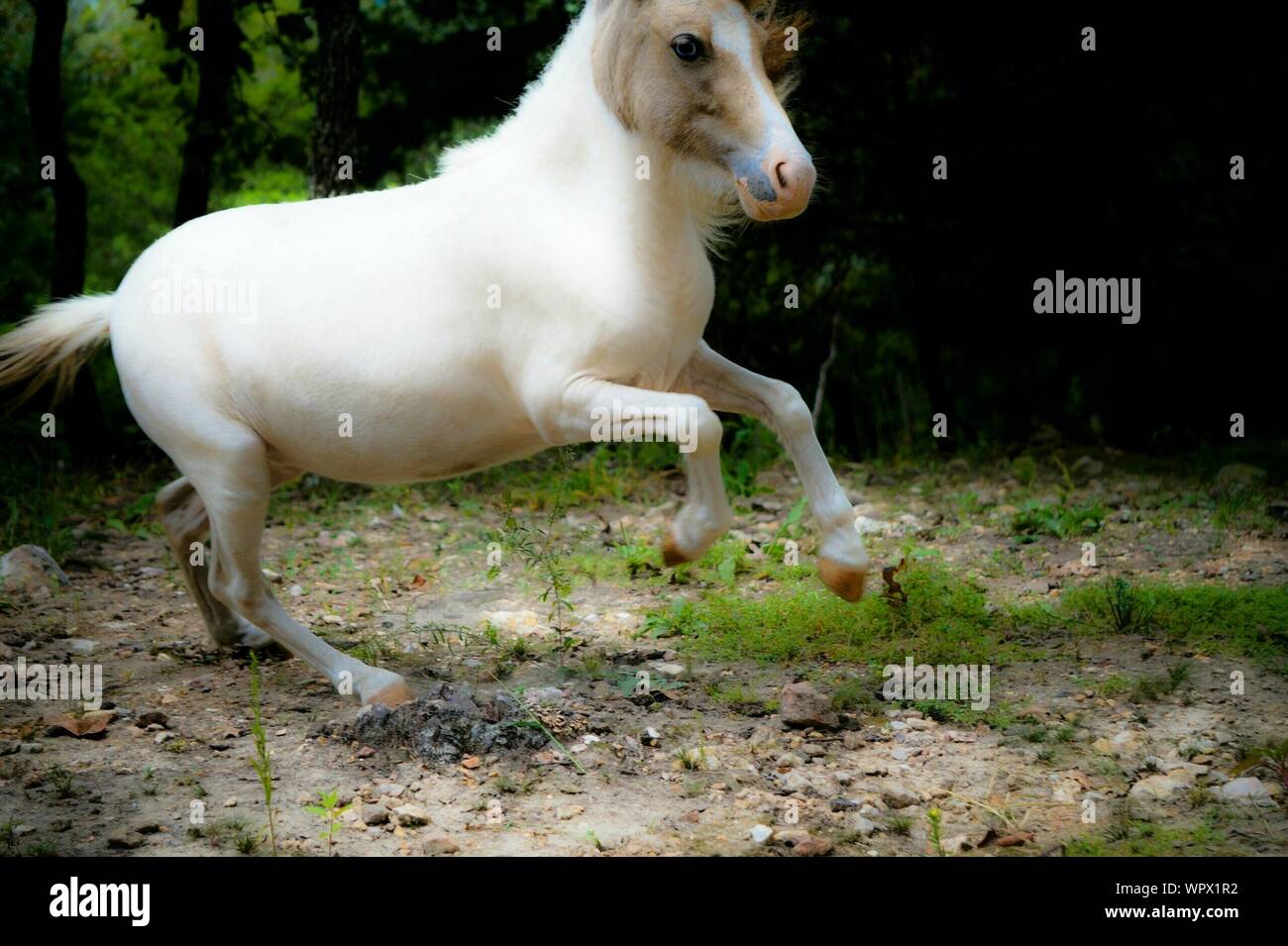Pony Running High Resolution Stock Photography and Images - Alamy