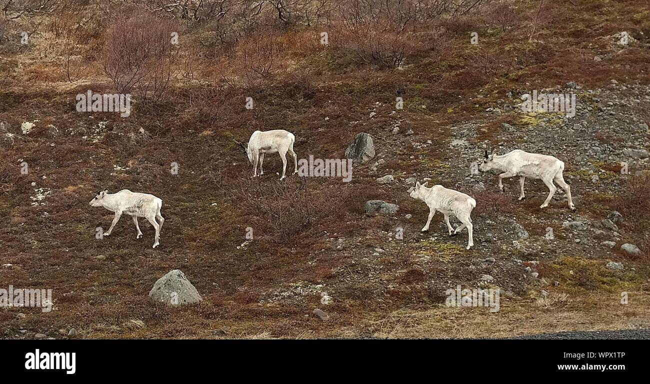 Four dall sheep hi-res stock photography and images - Alamy