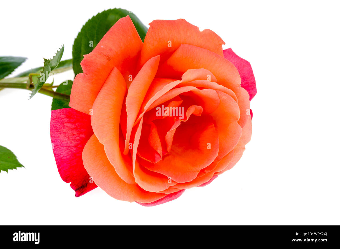 Pink rose head close-up on white background Stock Photo - Alamy