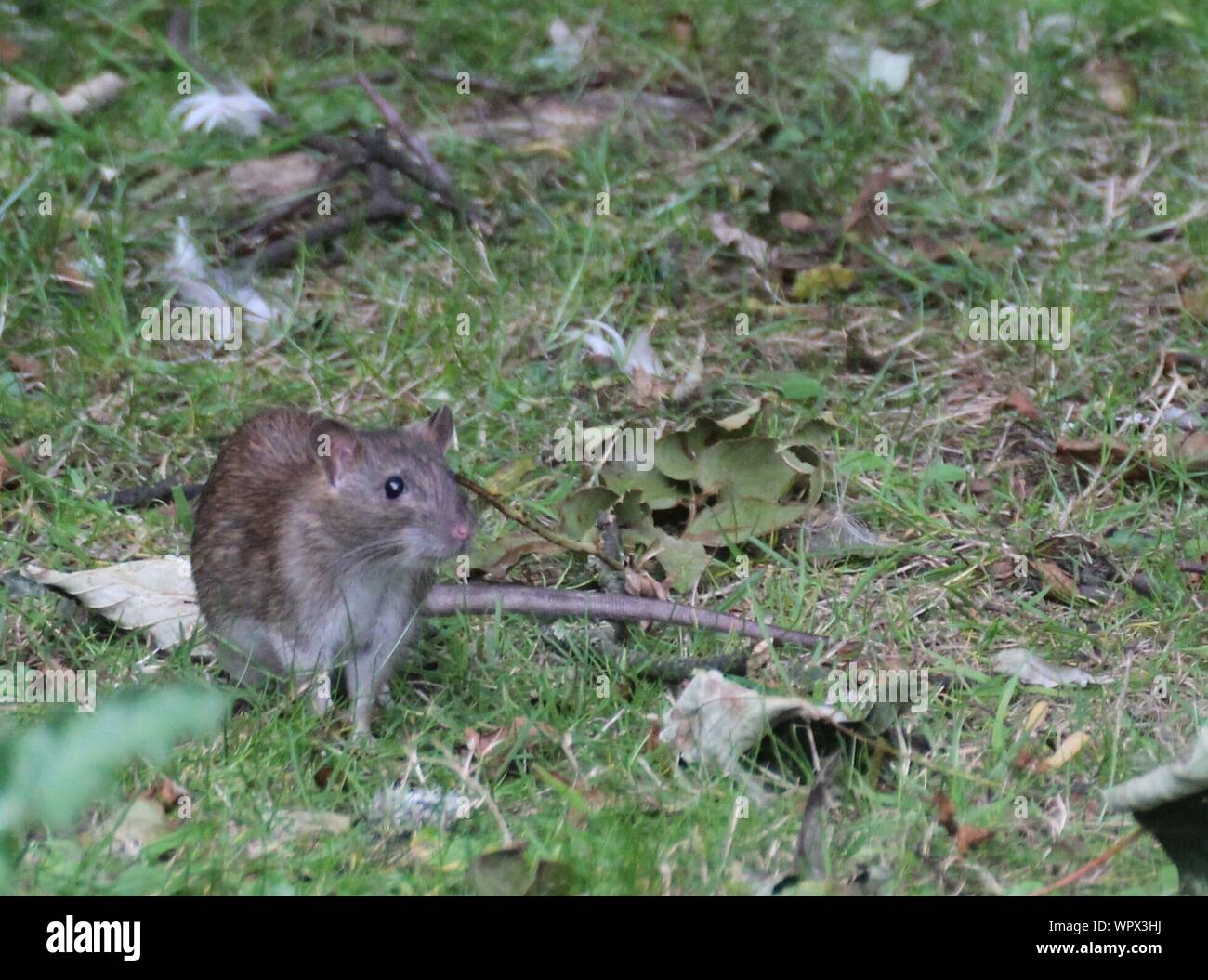 Focus on rat hi-res stock photography and images - Alamy