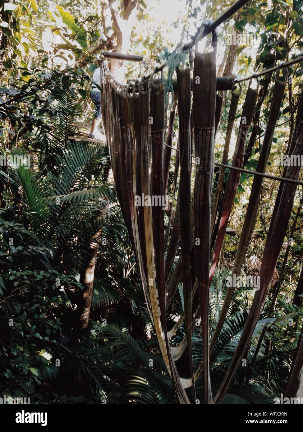 Hanging forest hi-res stock photography and images - Alamy