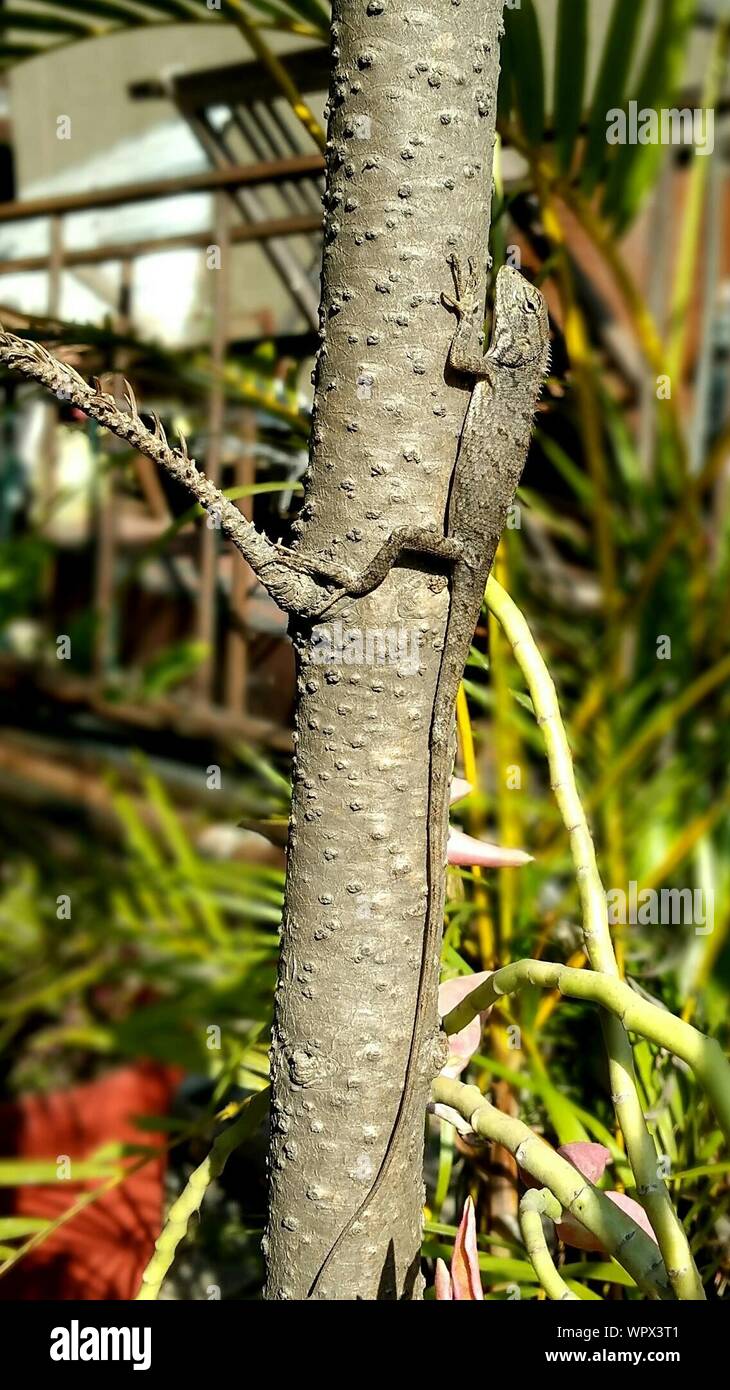 Trunk stem tree forest hi-res stock photography and images - Alamy
