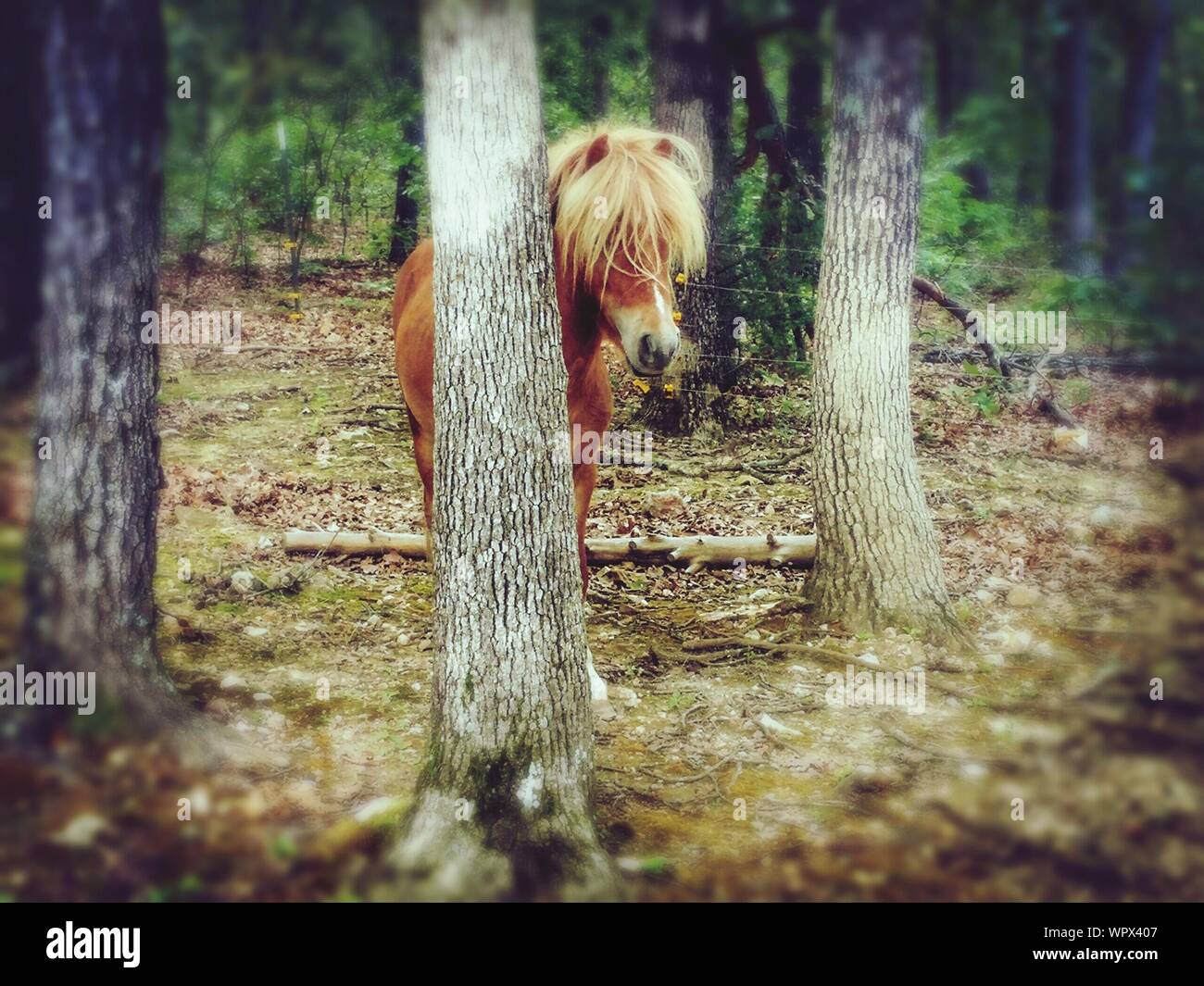 Animal hiding in forest hi-res stock photography and images - Alamy