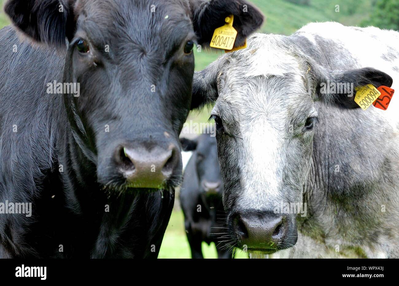 Portrait of two cows hi-res stock photography and images - Alamy