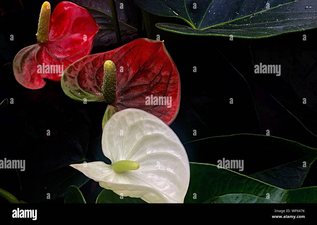 Anthurium flowers hi-res stock photography and images - Alamy