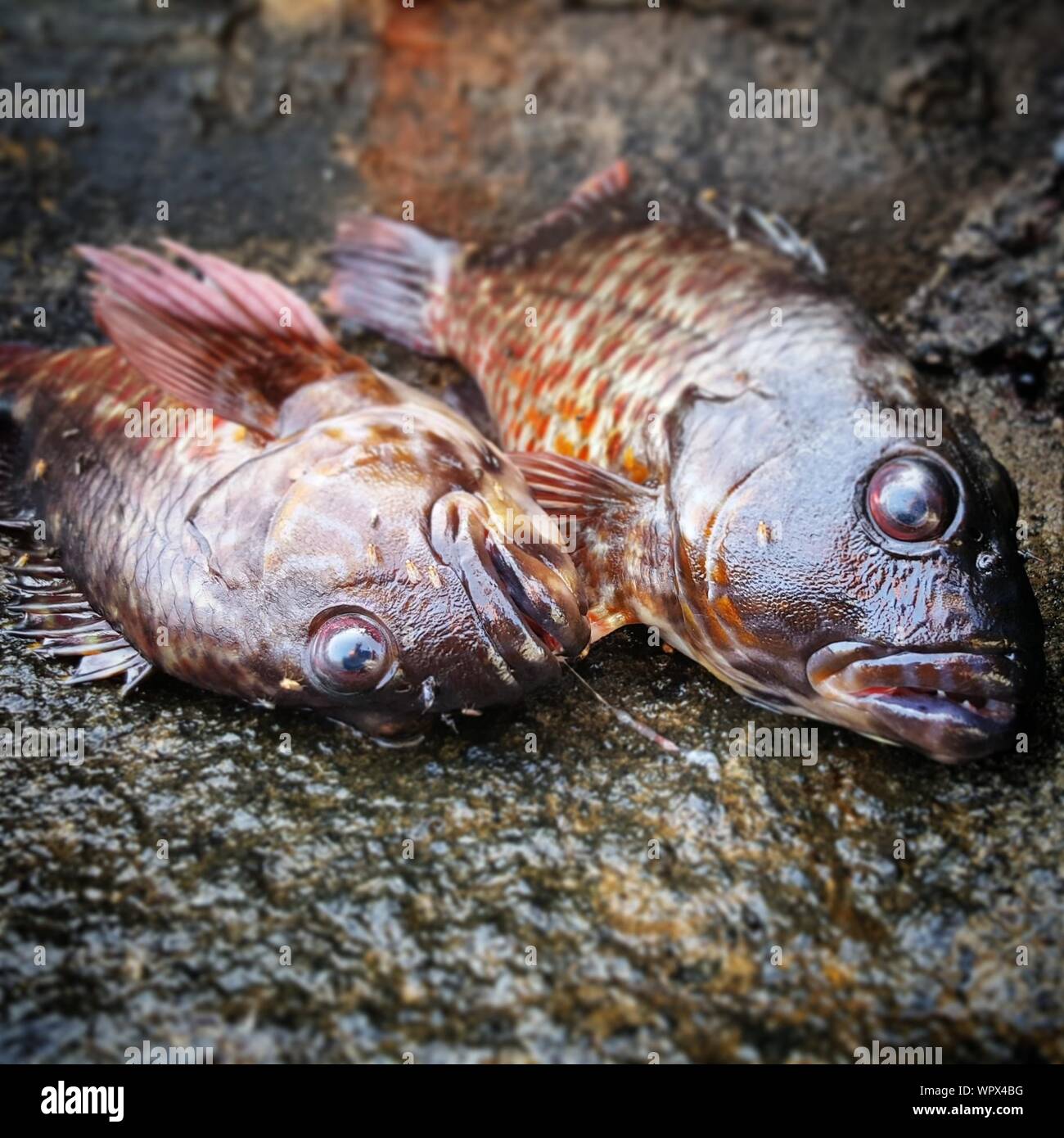 Dead fish on rock hi-res stock photography and images - Alamy