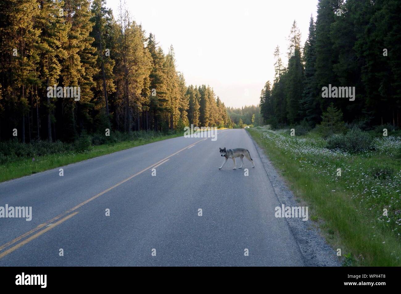 Wolf on road hi-res stock photography and images - Alamy